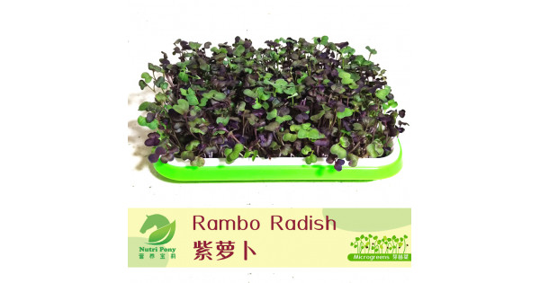 Rambo Radish Microgreens Seeds
