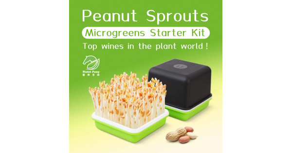 Peanut Sprouts Planting Starter Kit