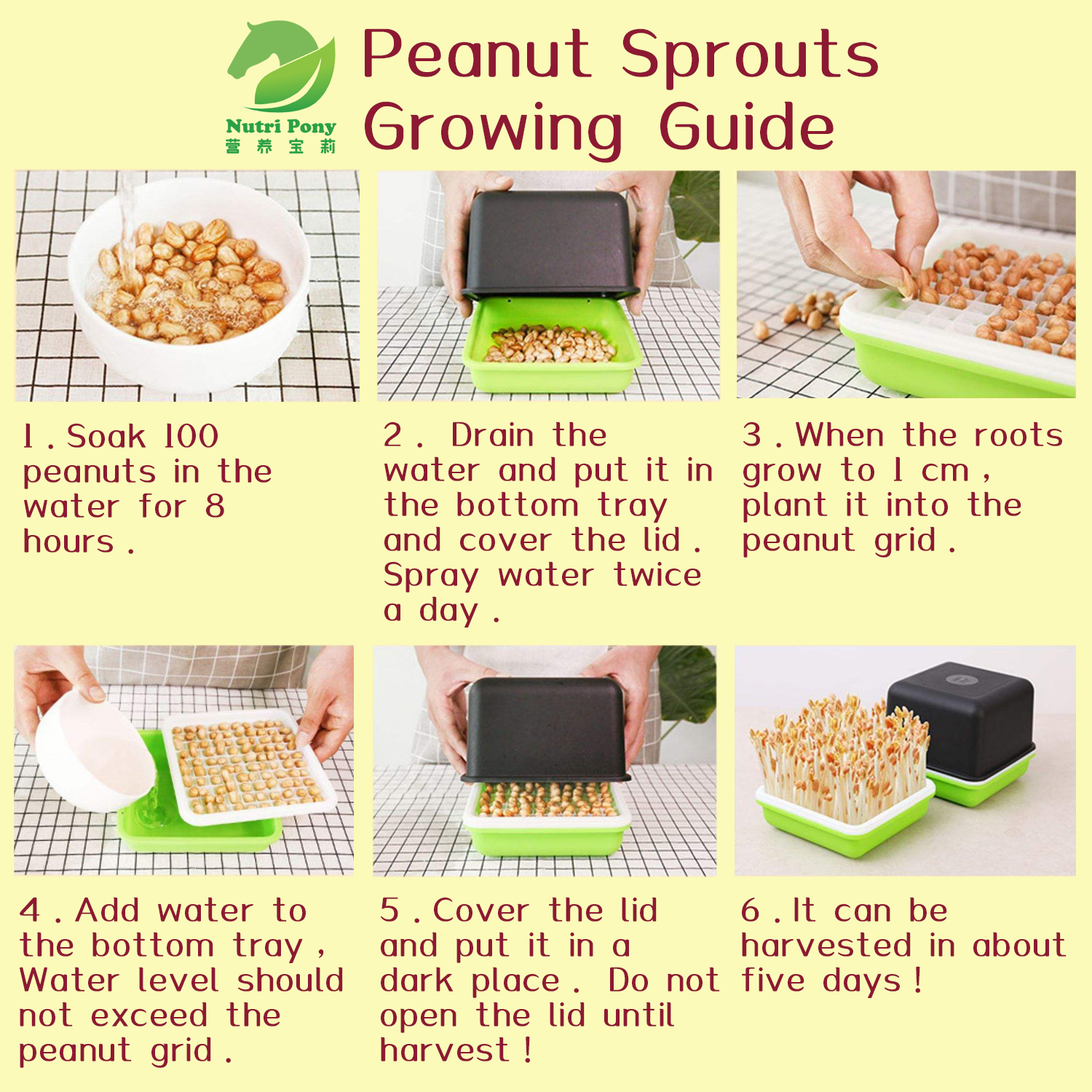 Peanut Sprouts Planting Starter Kit